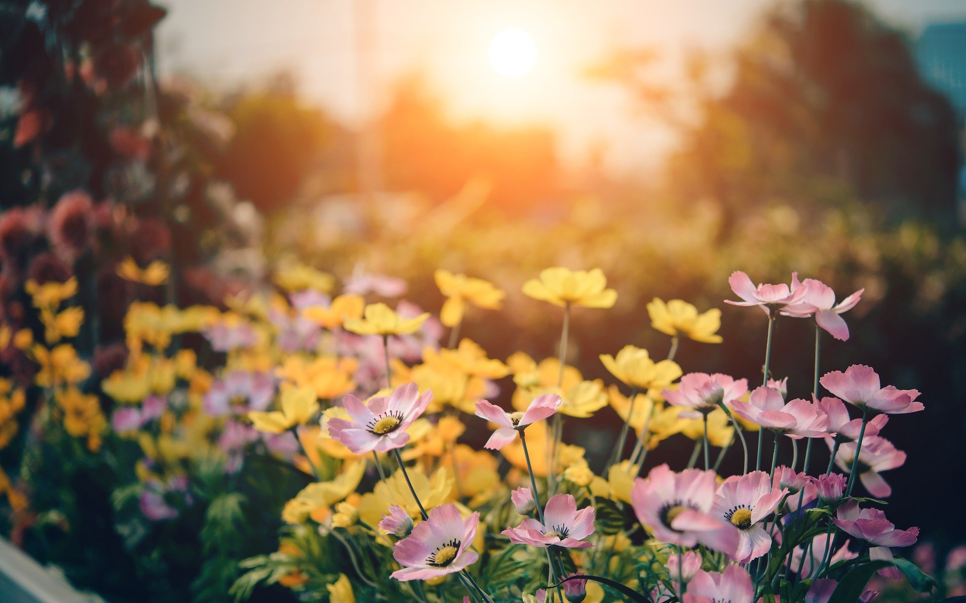 Boosting Your Mental Health This Spring - Vista Counseling & Wellness ...